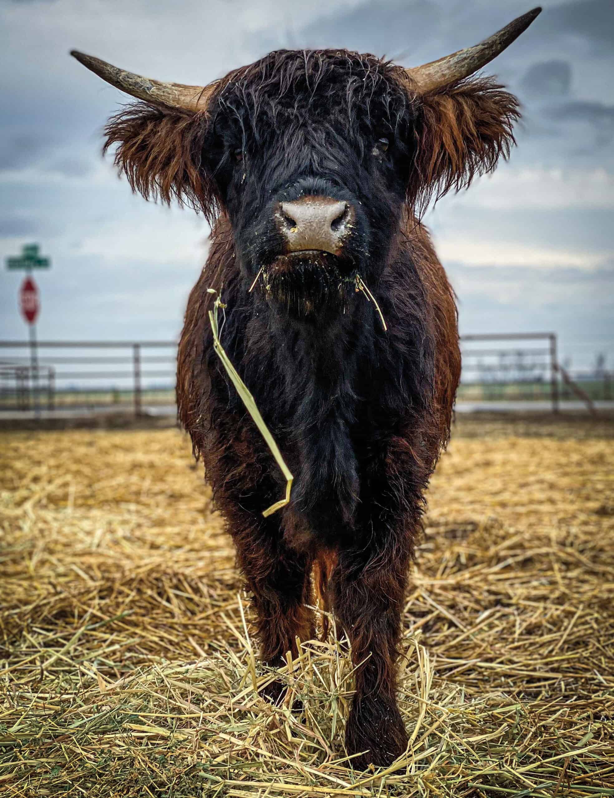 Mini-Moos - COWGIRL Magazine