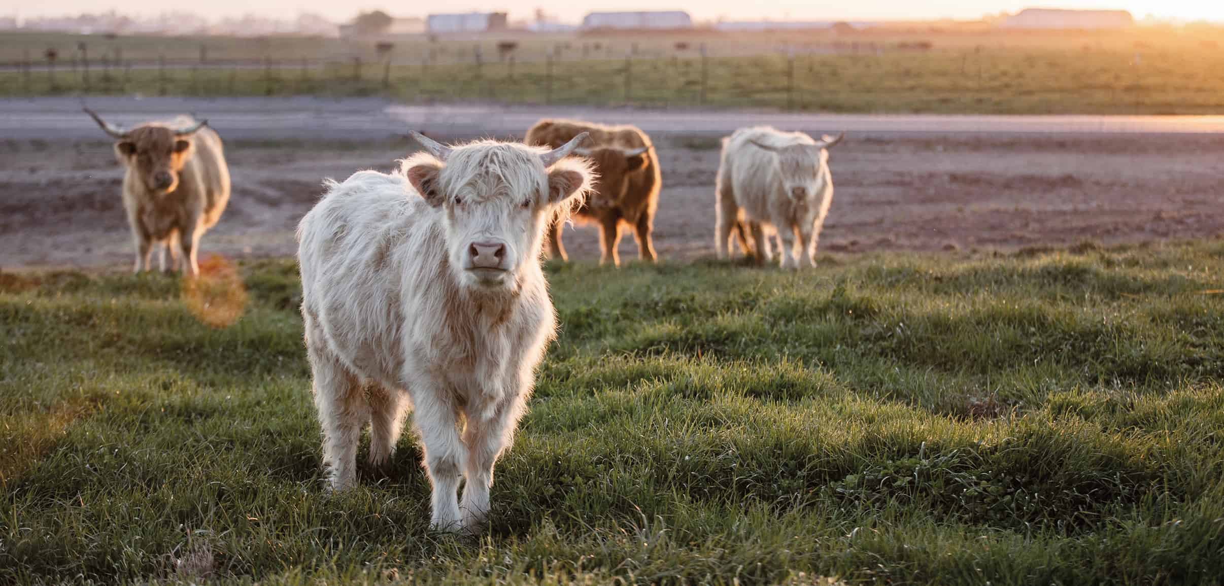 Mini-Moos - COWGIRL Magazine