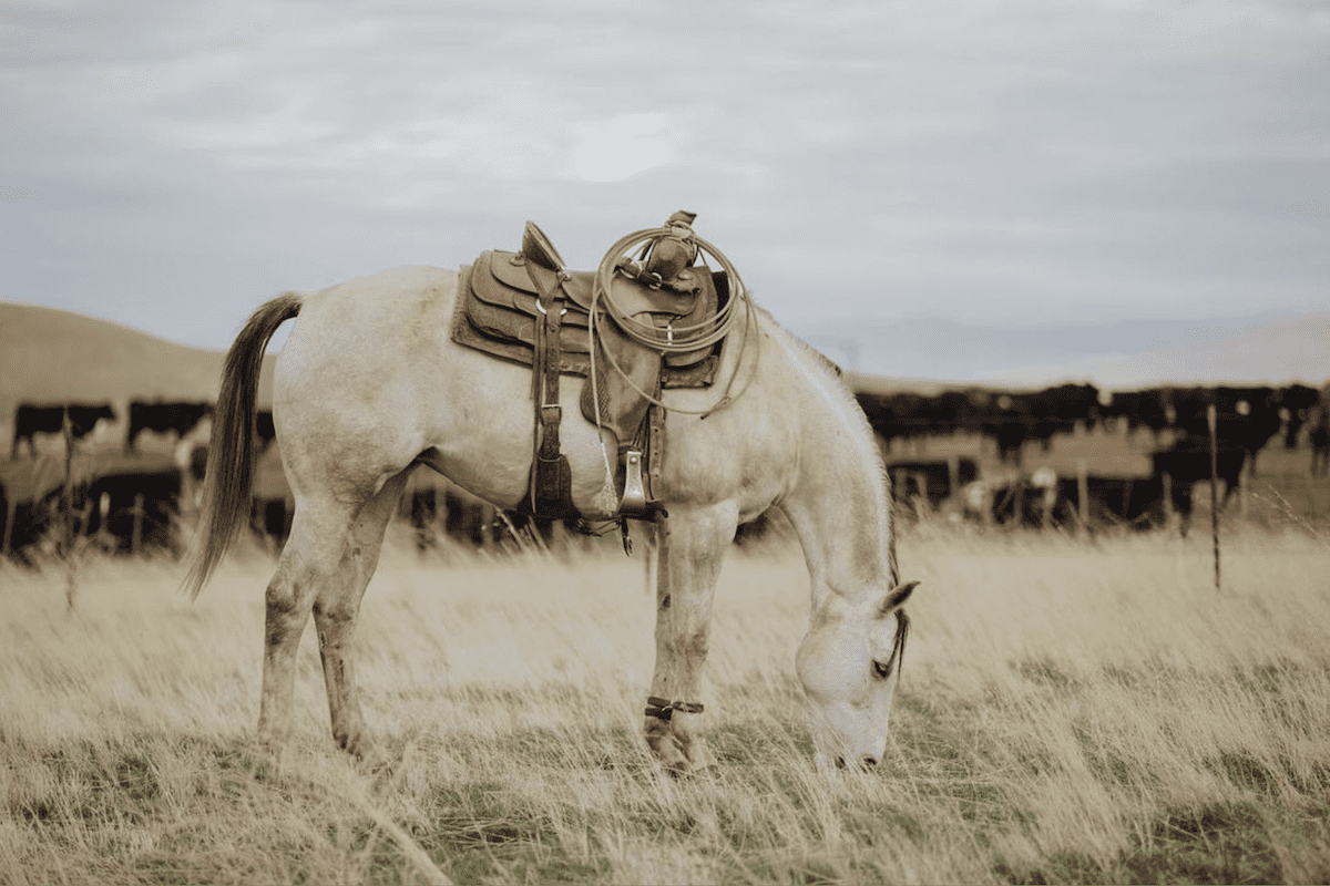 How To Hobble Train Your Horse - COWGIRL Magazine