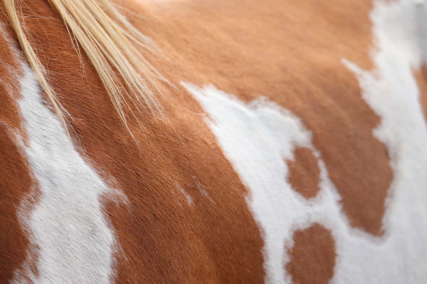 5 Fun Facts About Pinto Horses - COWGIRL Magazine