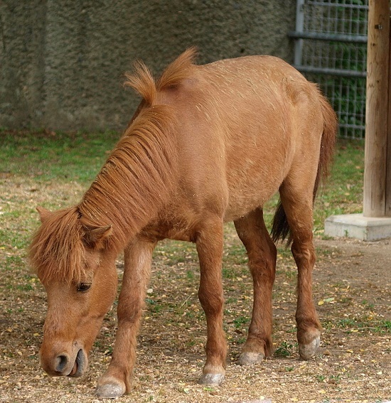 Five Horse Breeds You've Probably Never Heard Of - COWGIRL Magazine