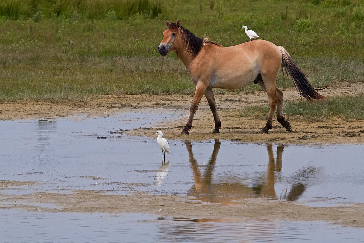 Five Horse Breeds You've Probably Never Heard Of - COWGIRL Magazine