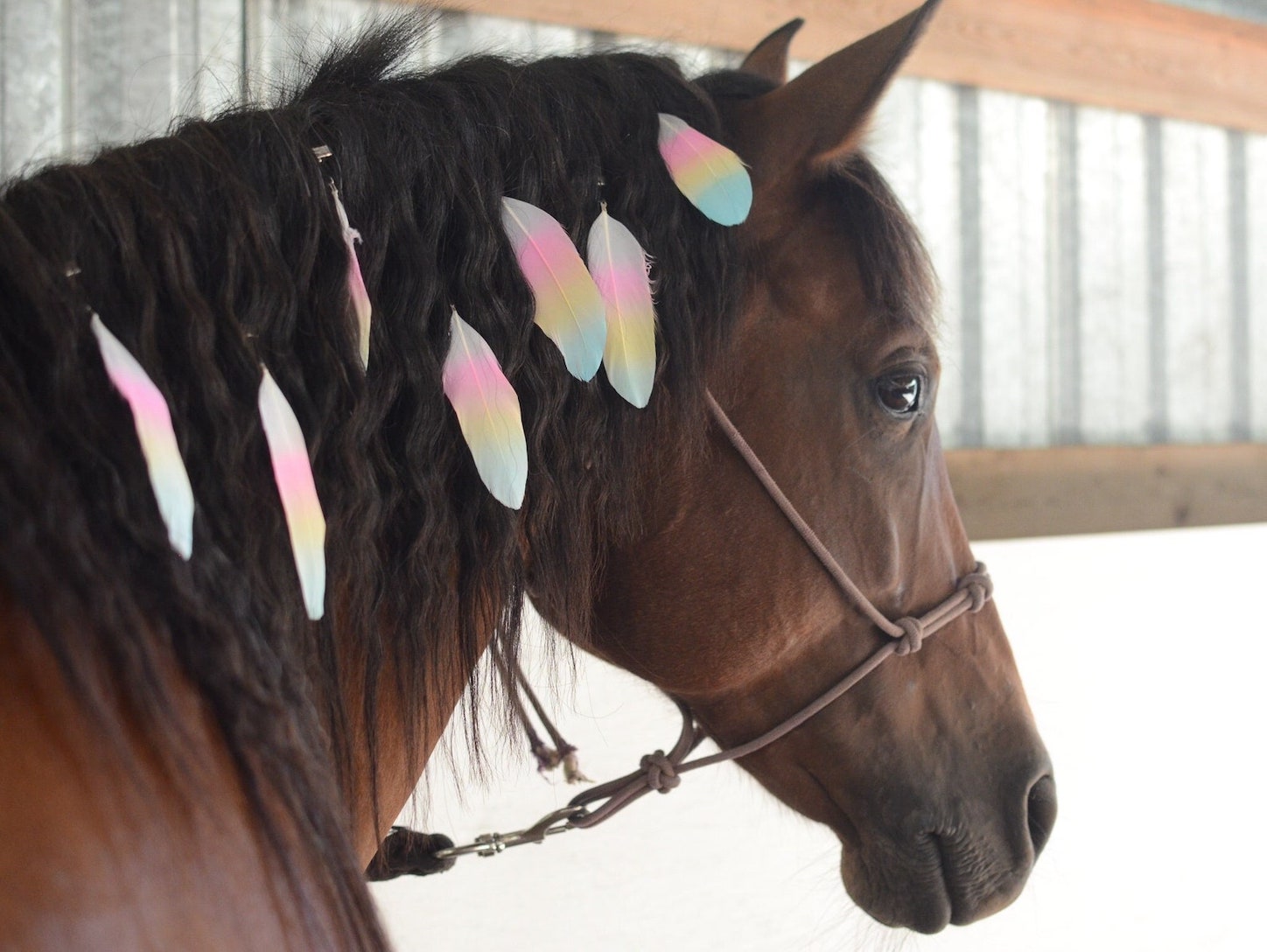 Feather Accessories For Your Horse - COWGIRL Magazine