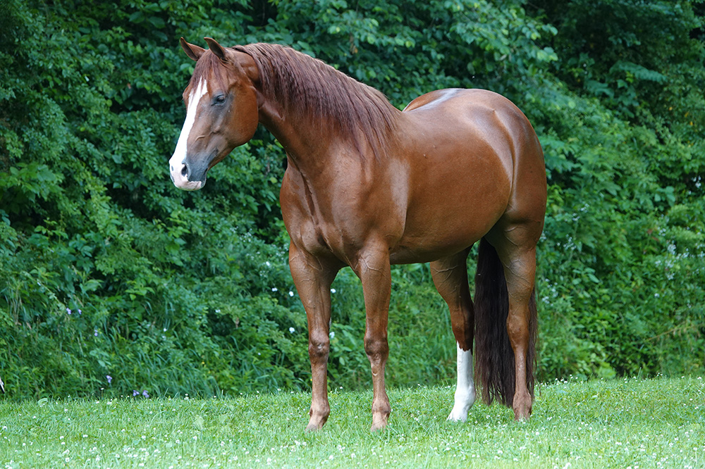 Meet The Horses Consigned To The 2023 Cowgirl Cadillacs Horse Sale ...