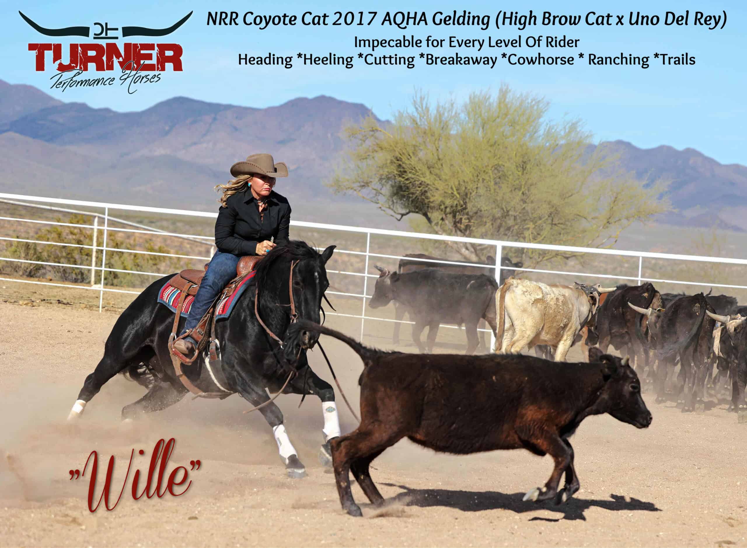 Turner Performance Horses: The Brand Of Excellence - COWGIRL Magazine