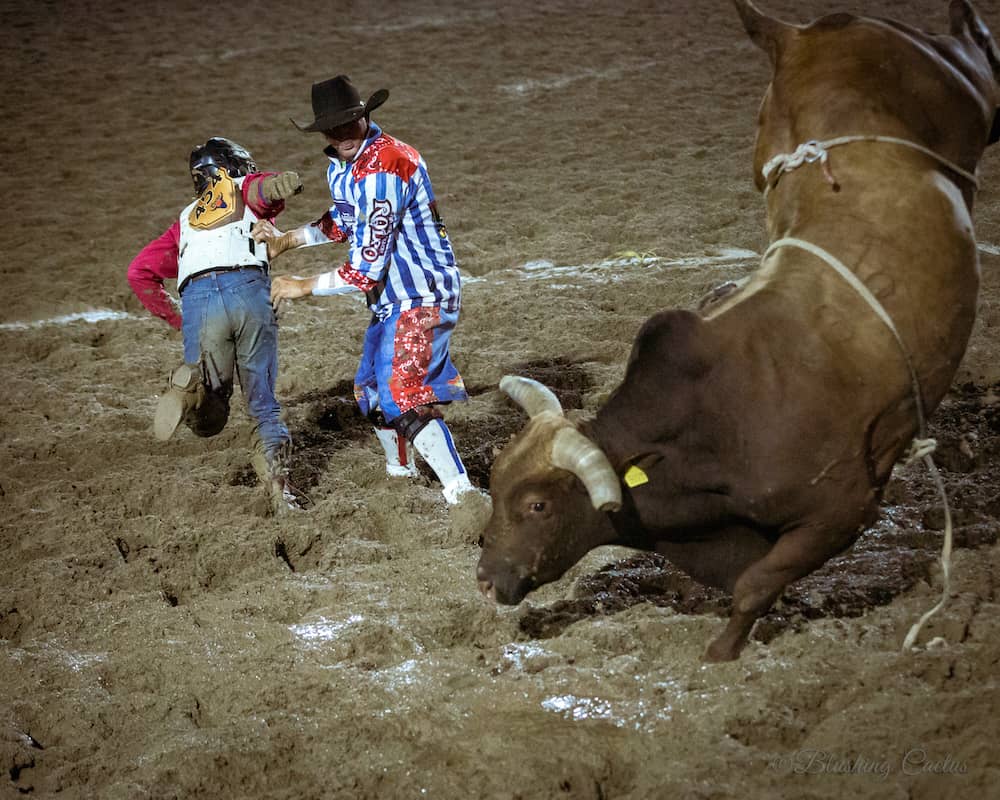Prescott Frontier Days Honors Its Heroic Bullfighters For The 2023 ...