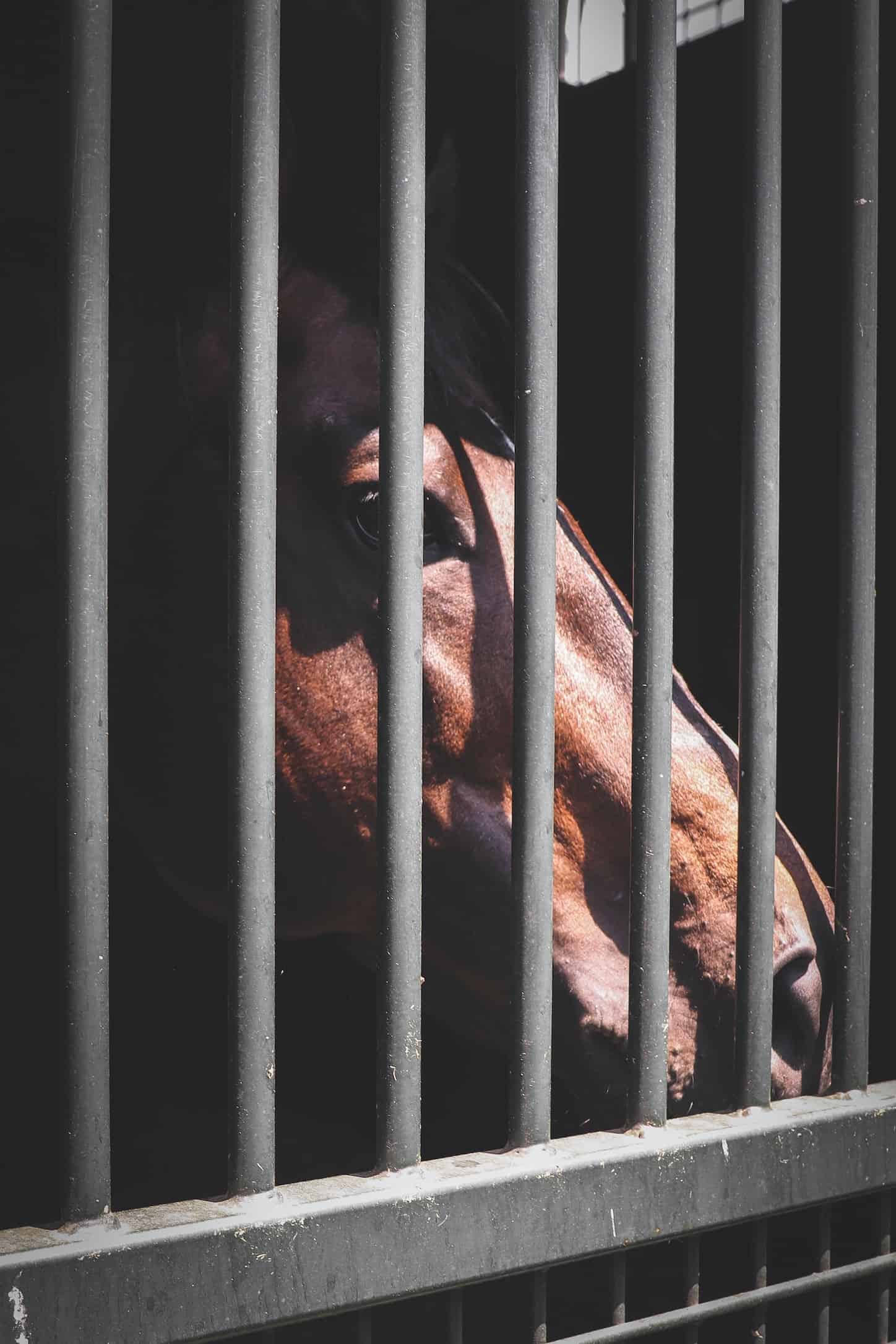 All About Equine Allergies - COWGIRL Magazine