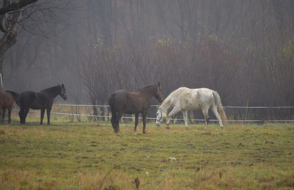 10 Tips For Keeping Your Horse Safe During A Thunderstorm - COWGIRL ...