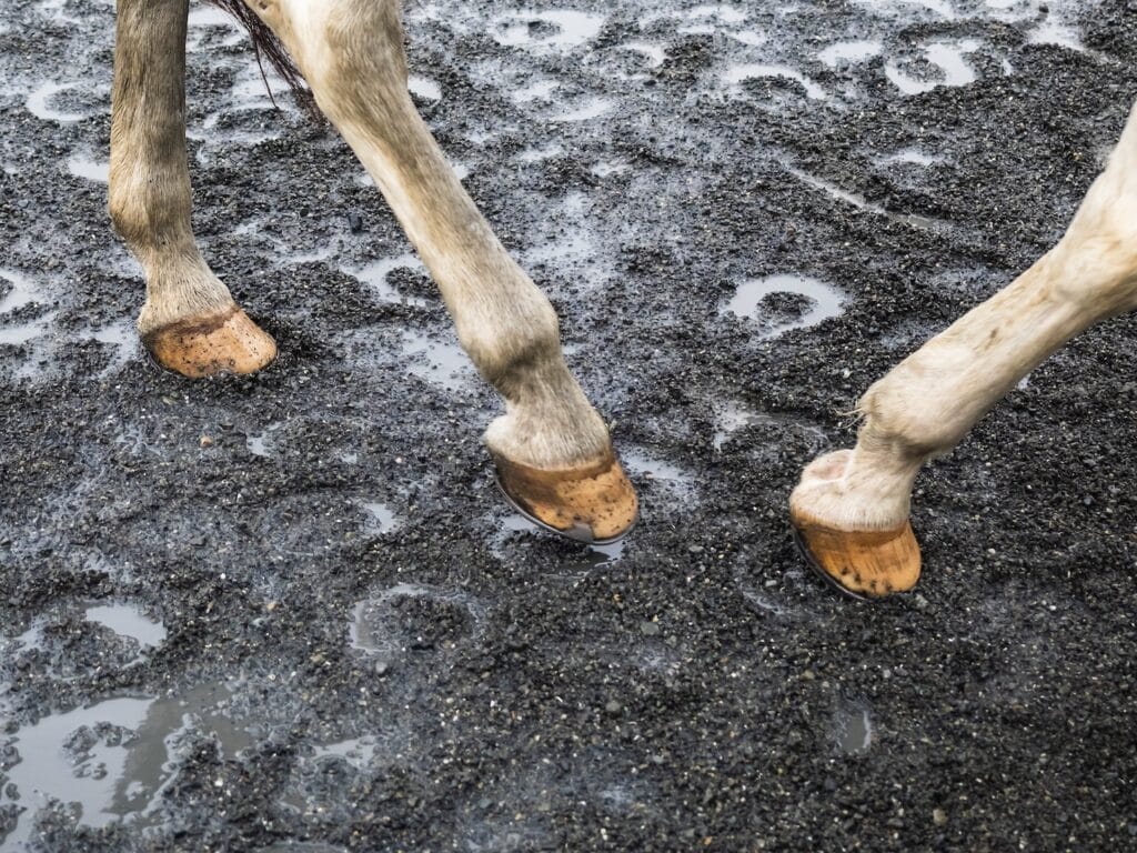 Are Your Horse's Hooves Too Dry Or Too Wet? - COWGIRL Magazine