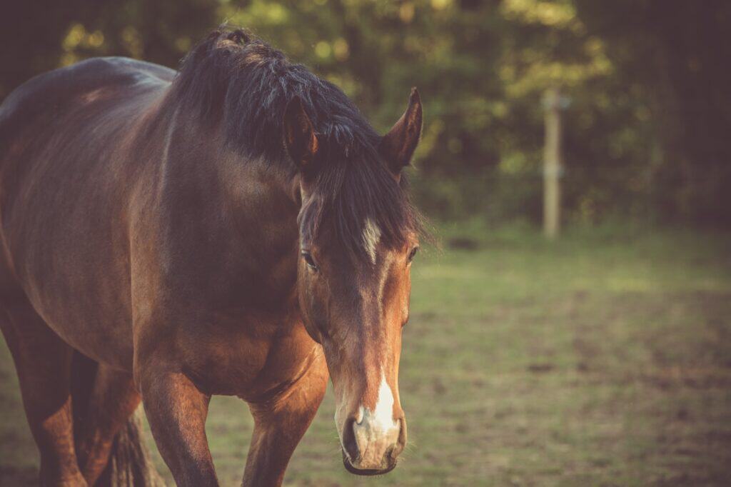 5 Fun Facts About Appendix Horses - COWGIRL Magazine