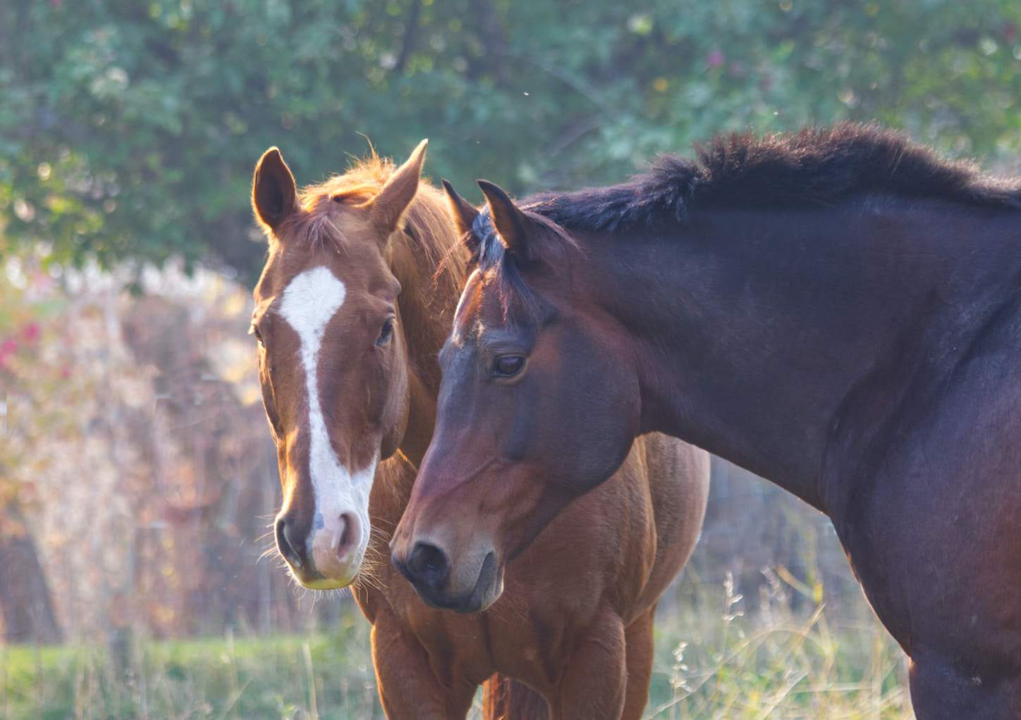 Is Horse DNA Testing Worth It? - COWGIRL Magazine