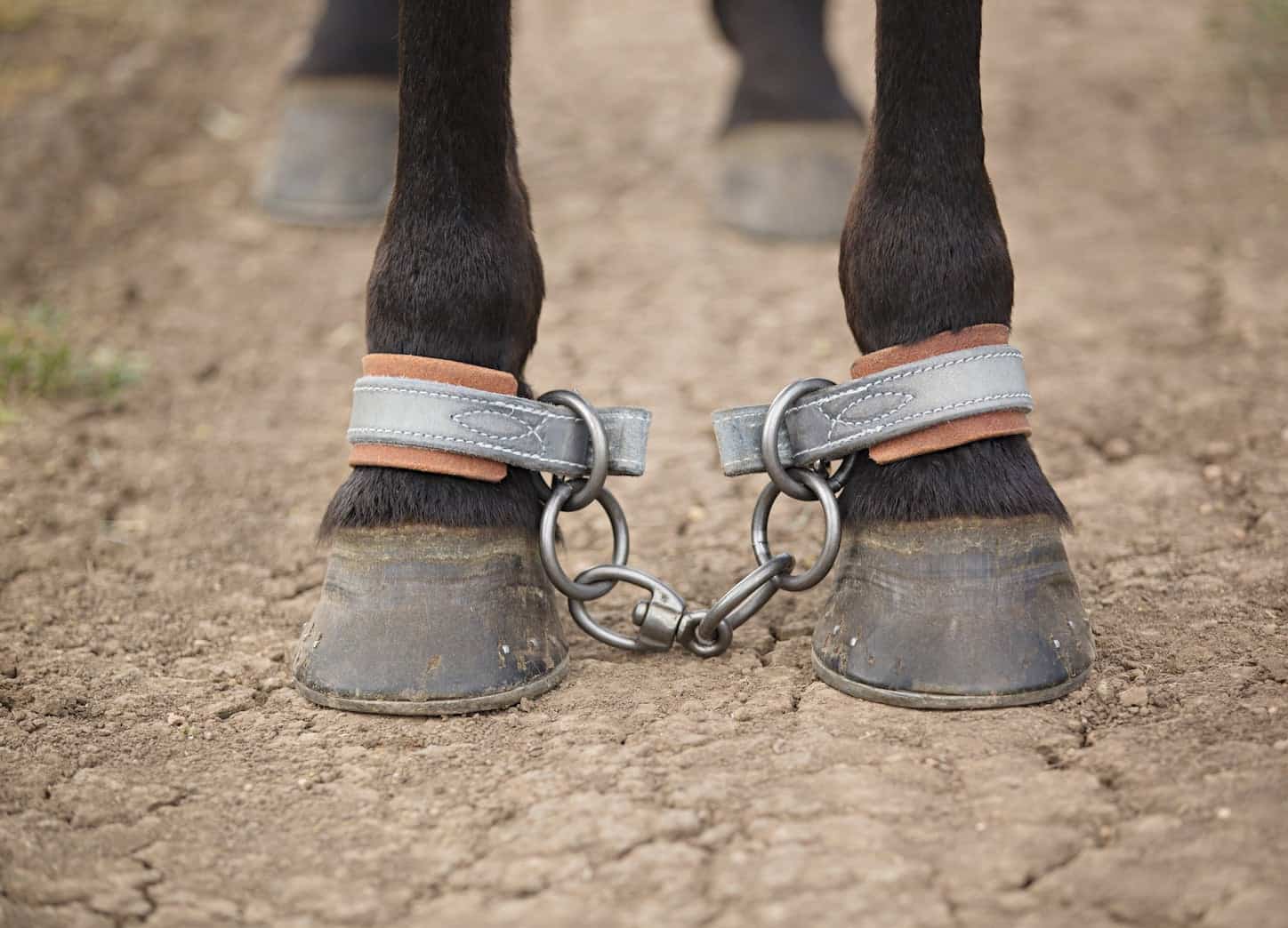5 Benefits Of Hobble Training Your Horse - COWGIRL Magazine