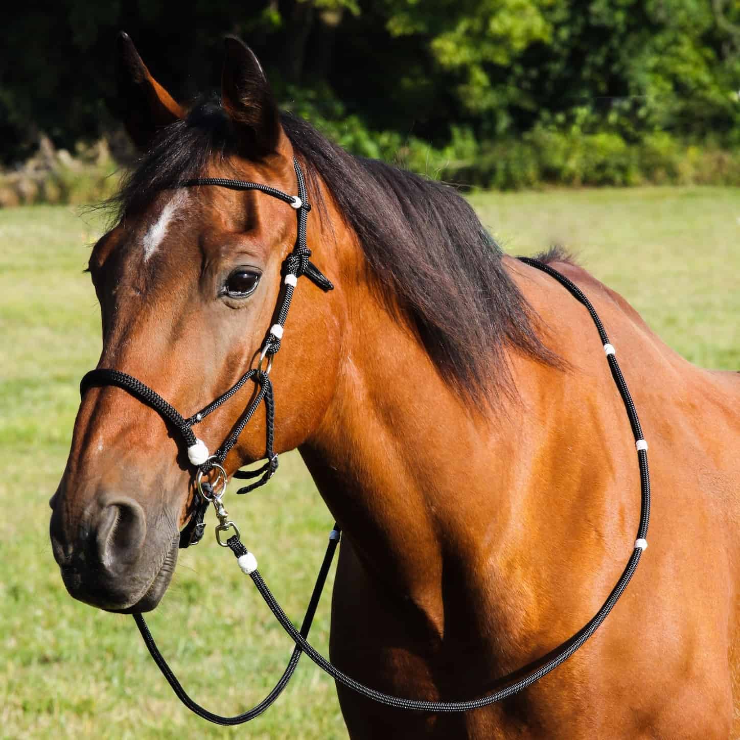 Skip The Bit And Get A Sidepull Bridle - COWGIRL Magazine