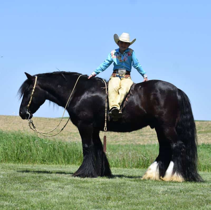 Meet The Horses Consigned To The 2024 Cowgirl Cadillacs Horse Sale - COWGIRL Magazine