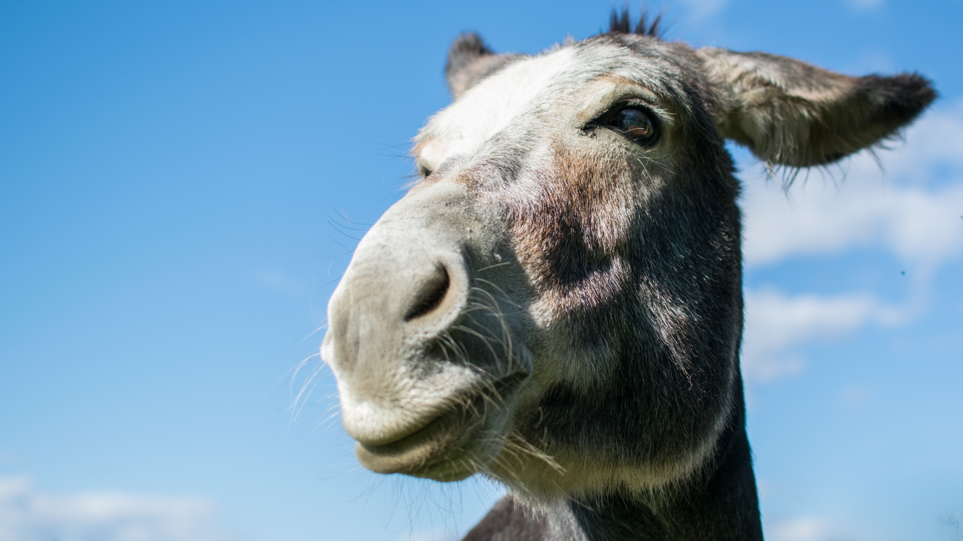 5 Reasons Why Mules Are Better Than Horses