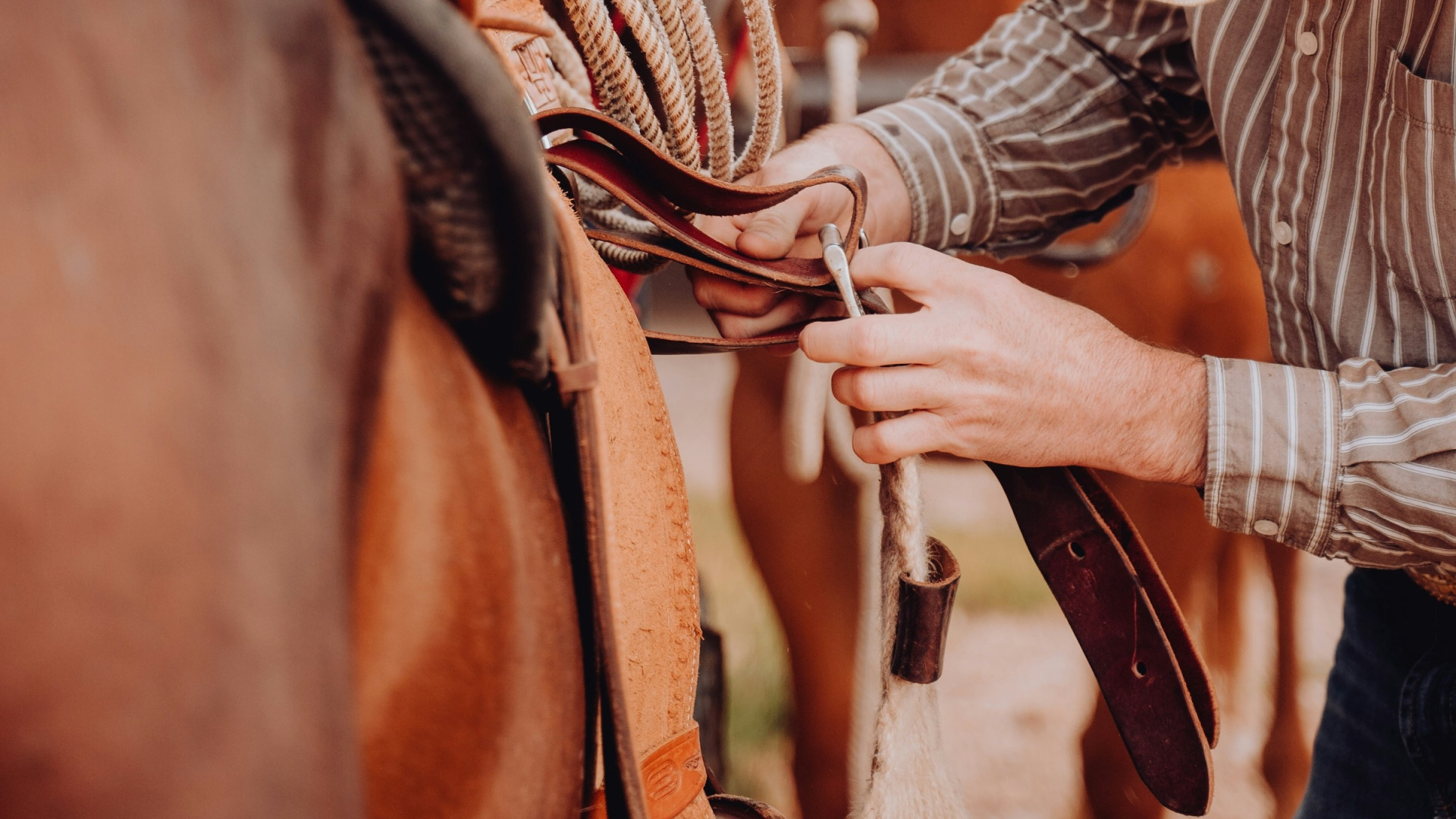 Top 5 Reasons Your Horse Is Cinchy