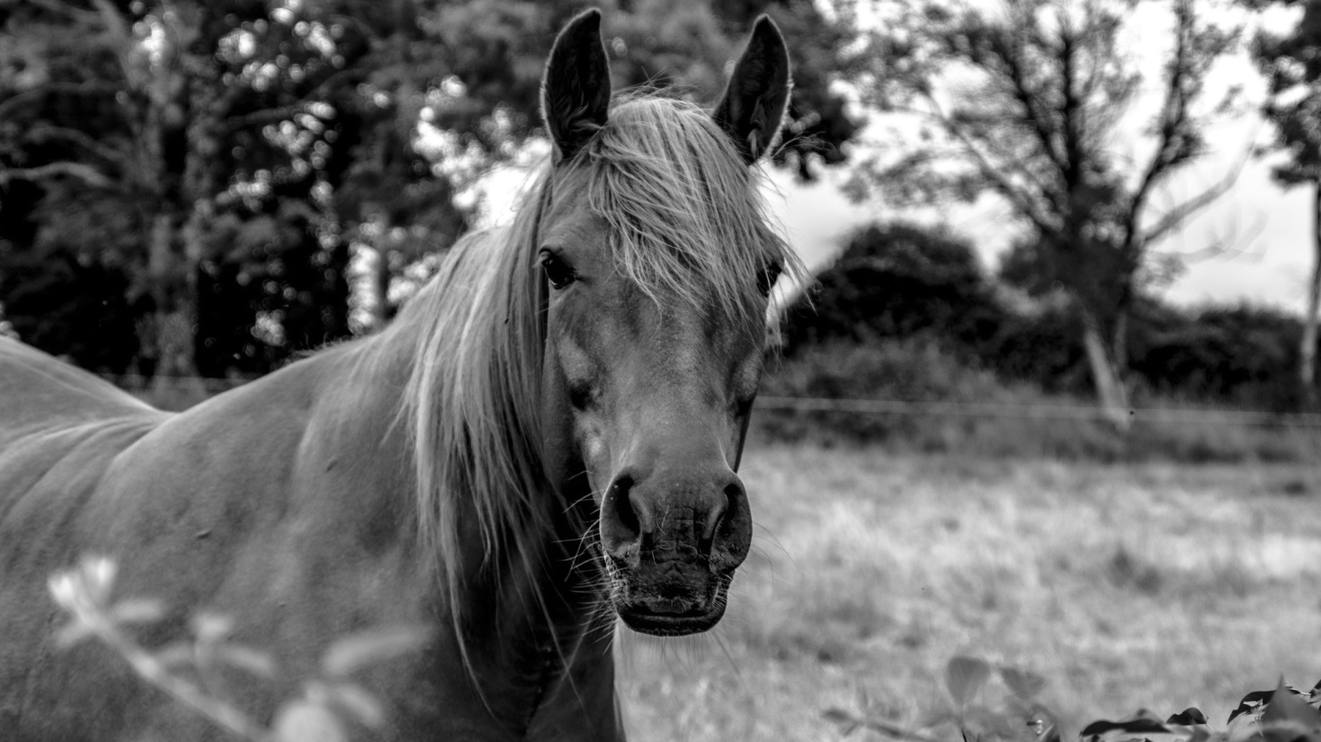 10 Signs Your Mare Is In Heat
