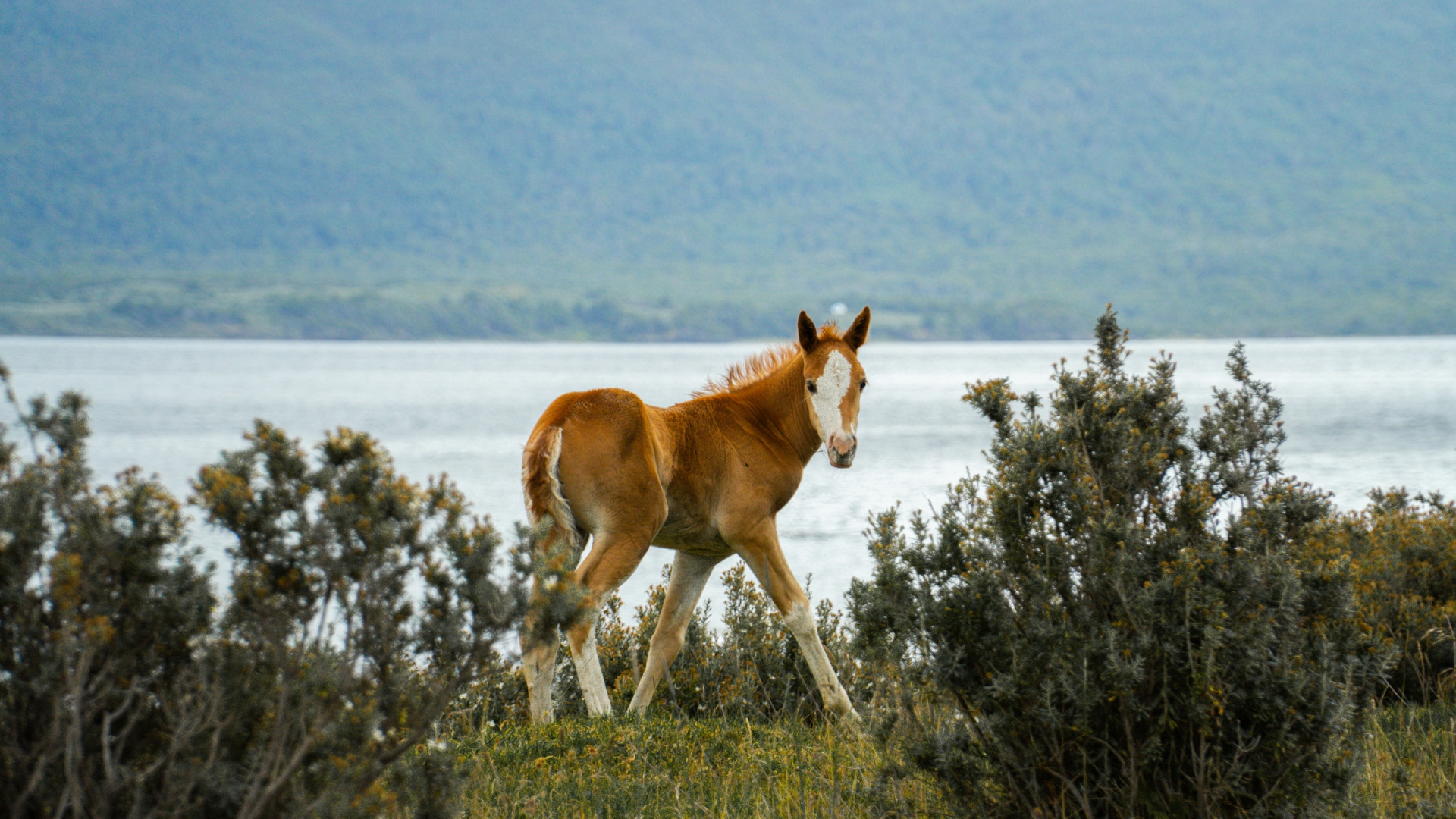 25 Beautiful Names For Your Filly or Mare