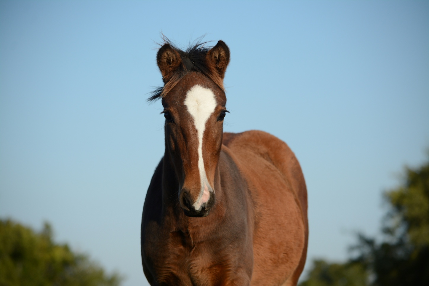 25 Beautiful Names For Your Filly or Mare