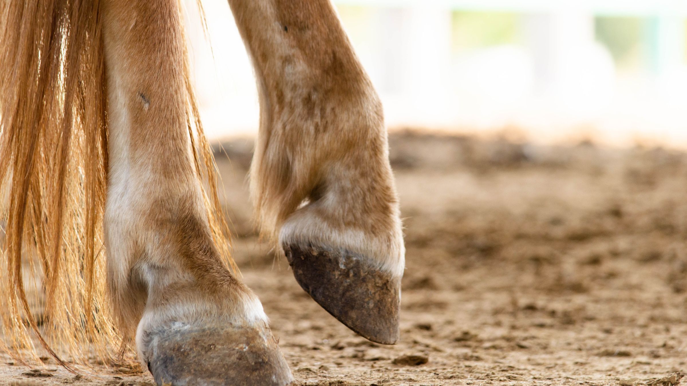 Prevent Hoof Problems This Spring - COWGIRL Magazine