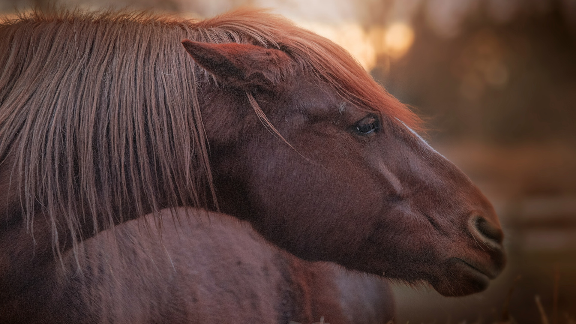 12 Ways Your Horse Expresses Their Feelings