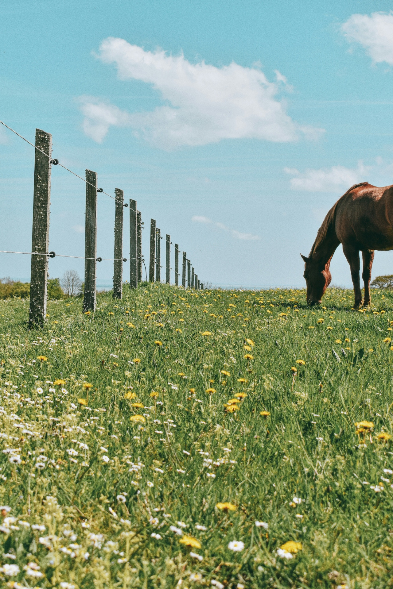 10 Summer Pasture Management Tips