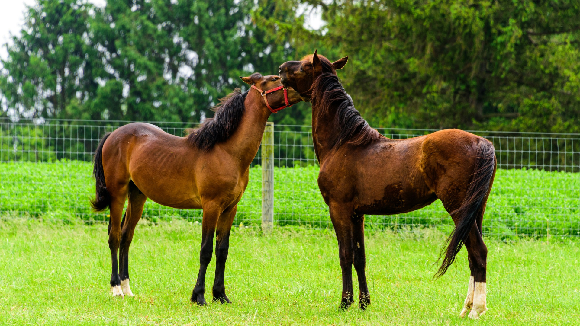 5 Fun Facts About Standardbred Horses