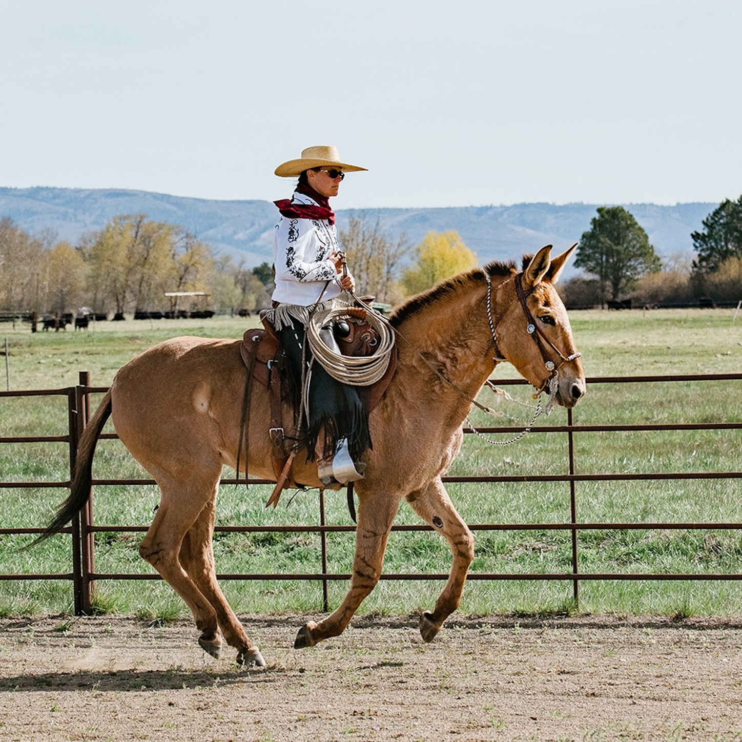 The Different Disciplines Represented At The Cowgirl Cadillacs Sale