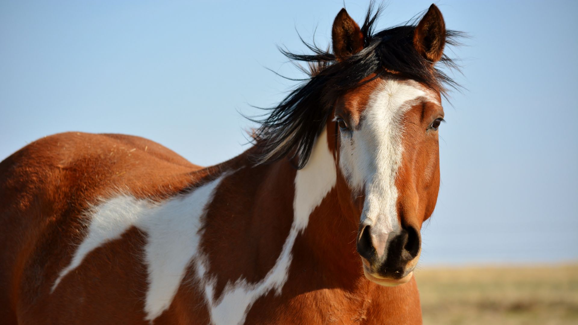 Pinto vs. Paint: What's The Difference?