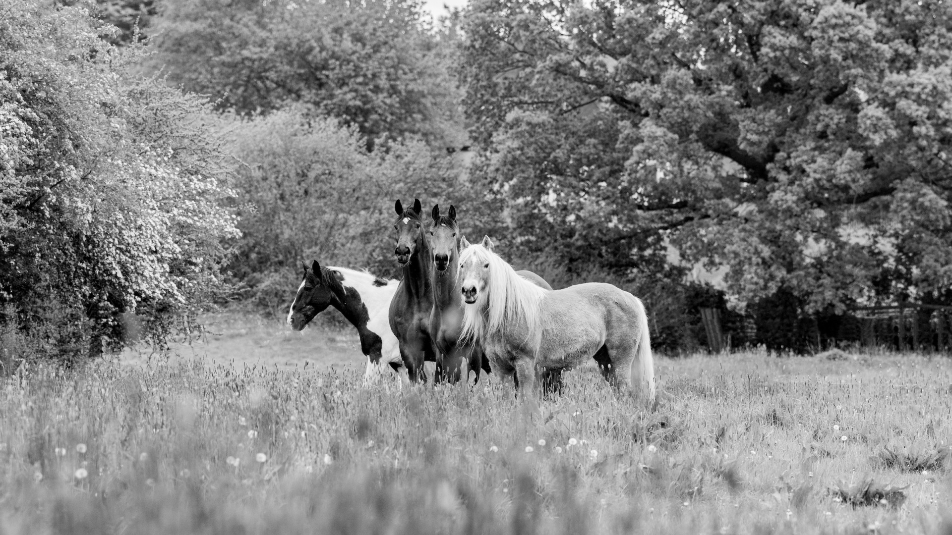 3 Iconic American Horse Breeds