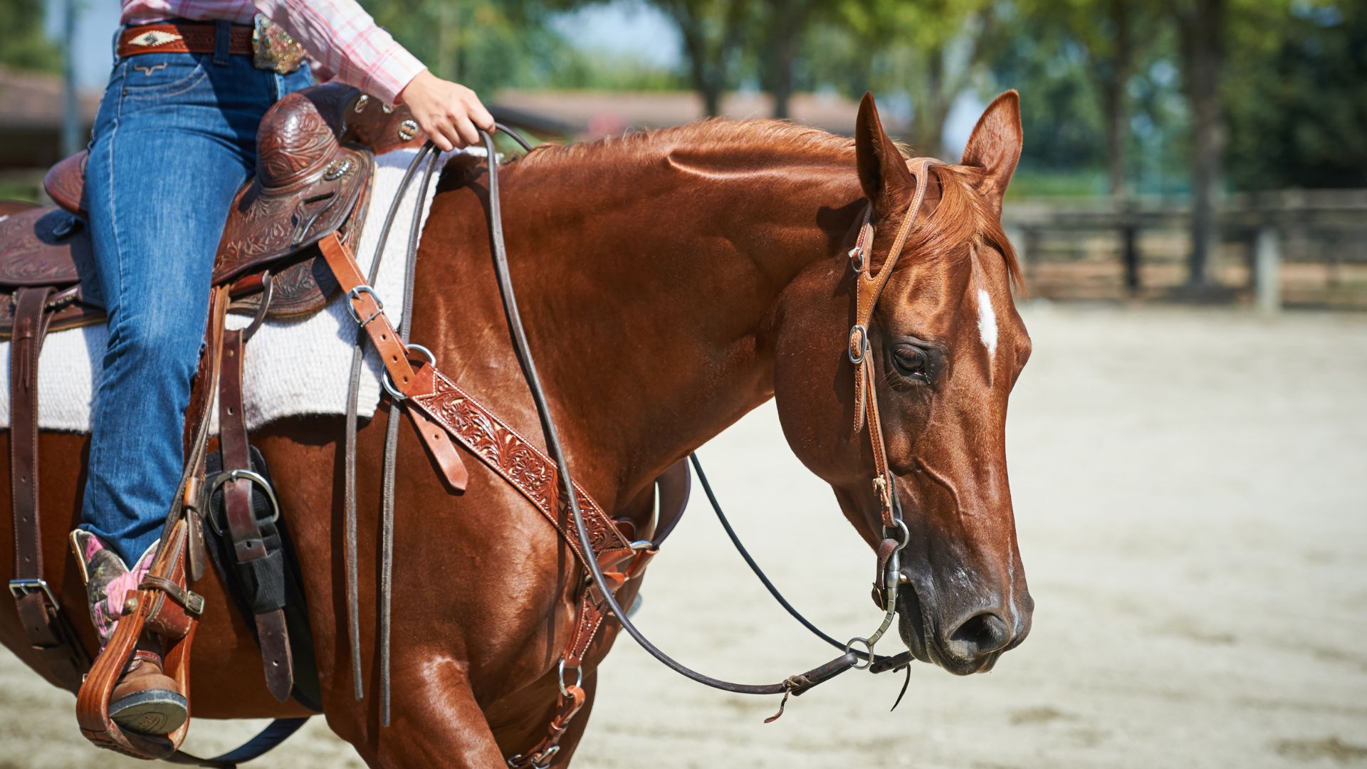Insider Secrets For A Successful Ranch Riding Pattern