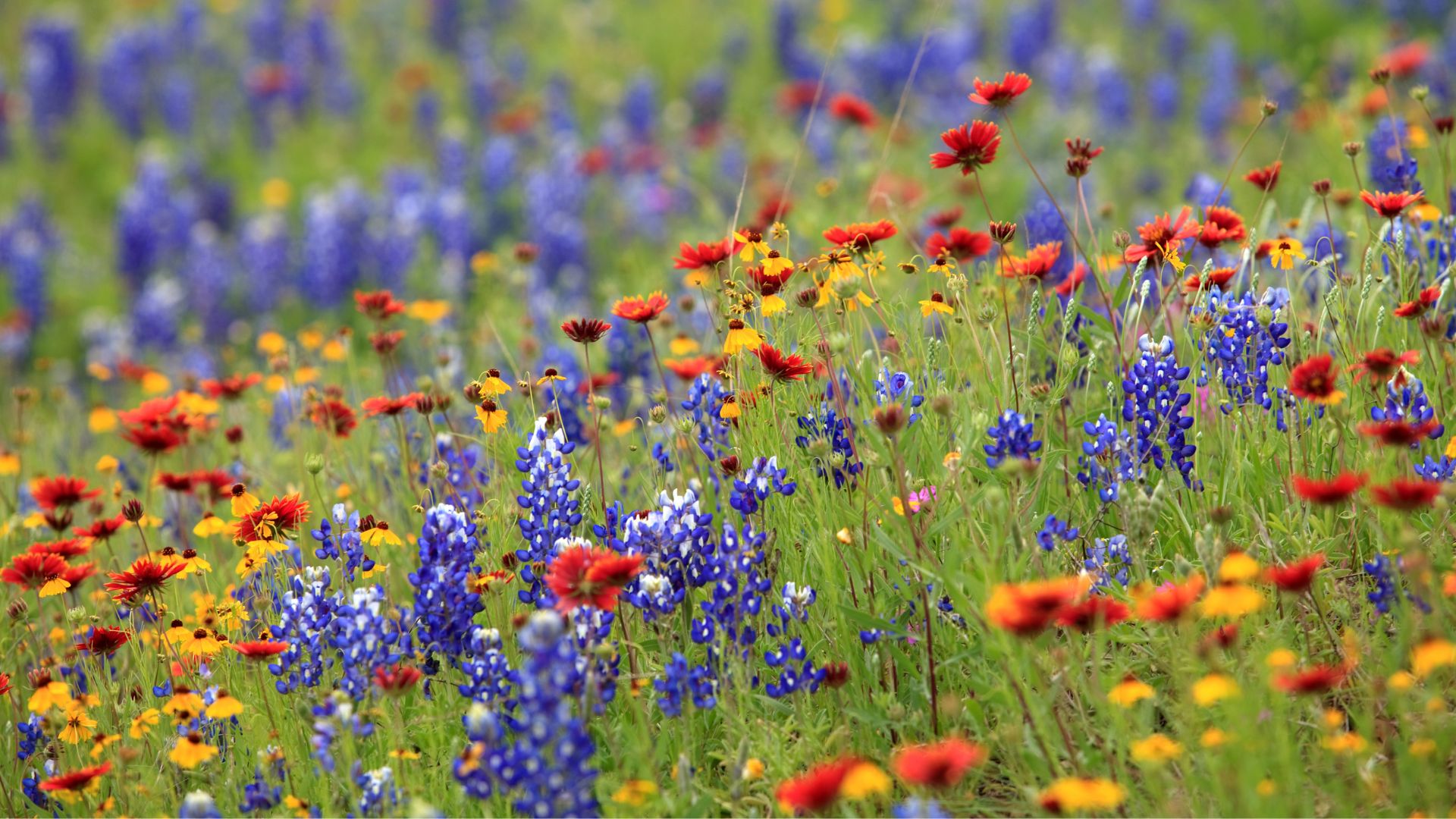 No Green Thumb Needed: Easy Guide to Planting Wildflowers