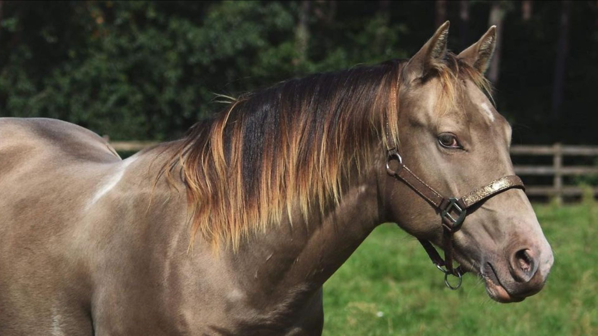 5 Fun Facts About The Rare Champagne Color