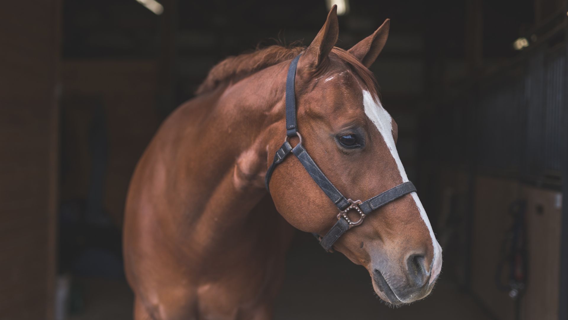 How To Properly Fit A Horse Halter