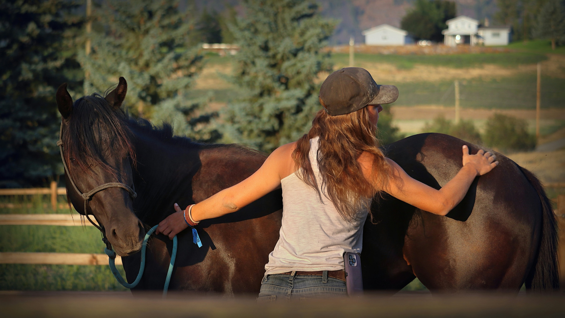 The Four Quadrants Of Horse Training