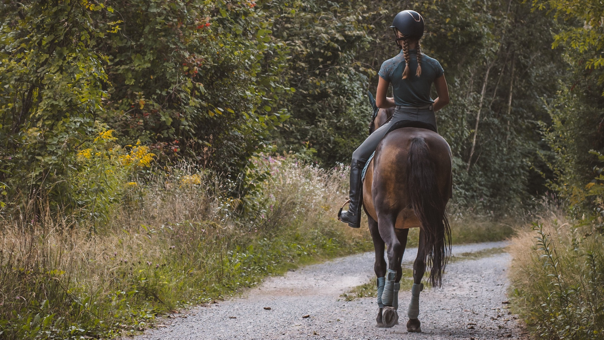 5 Fast Facts About German Riding Ponies