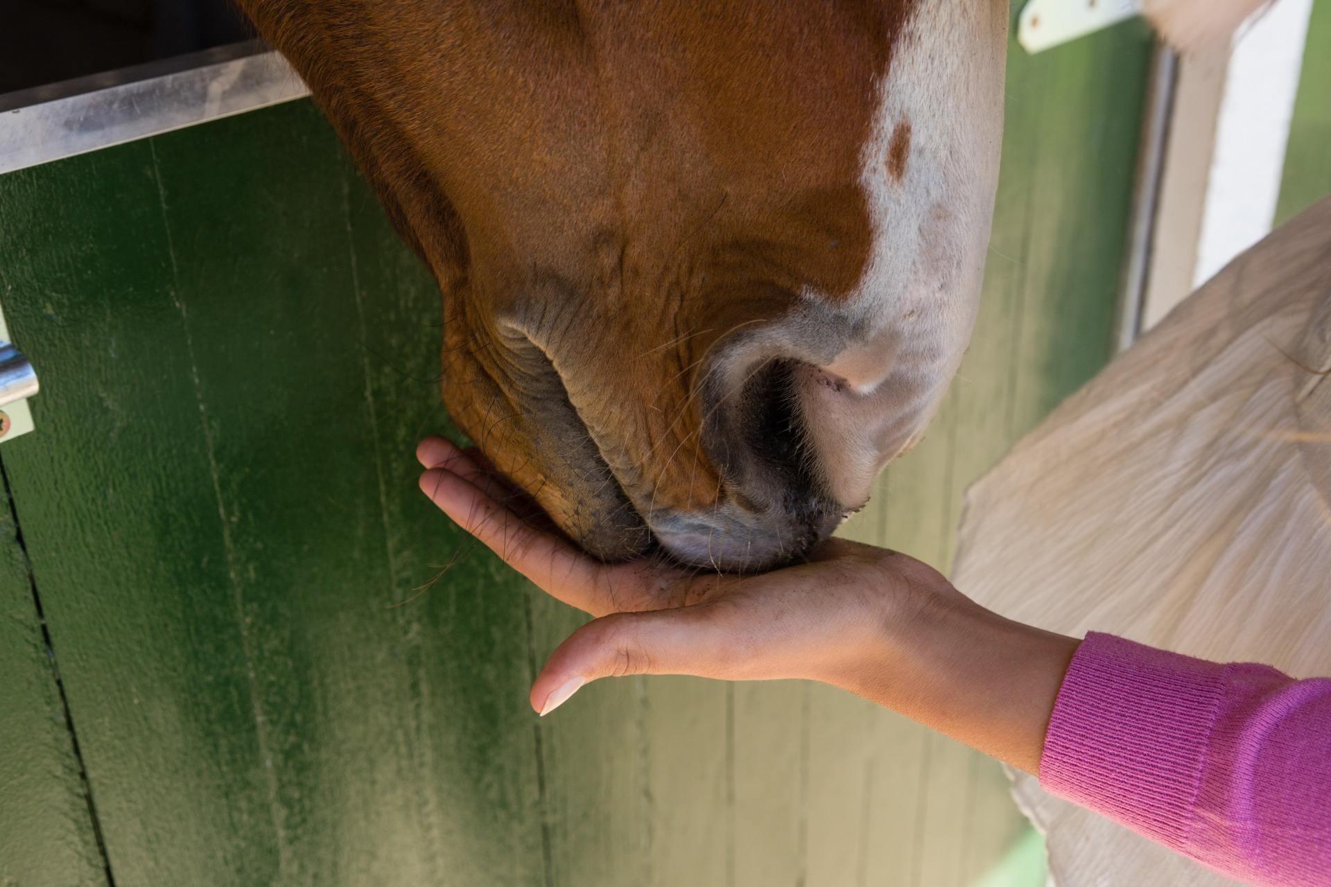 What Can Your Horse Eat?