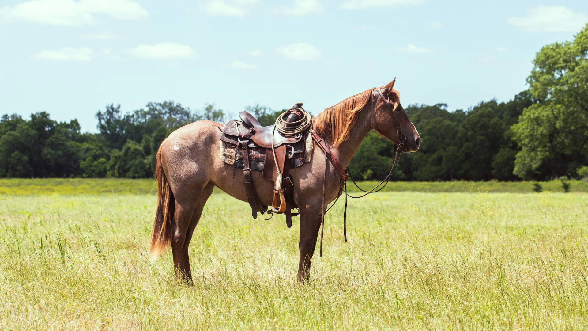 Get The Perfect Lope With These 3 Tips