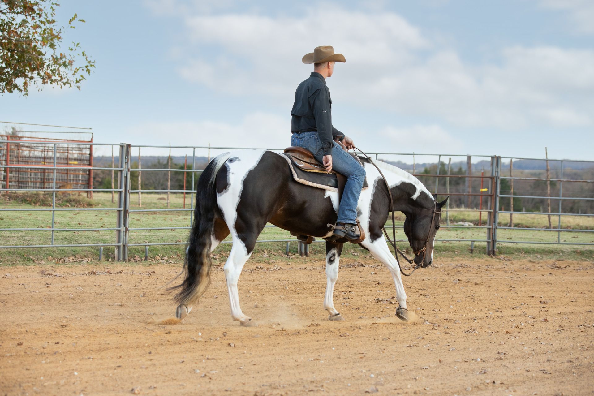 The Fundamentals Of Collecting Your Horse
