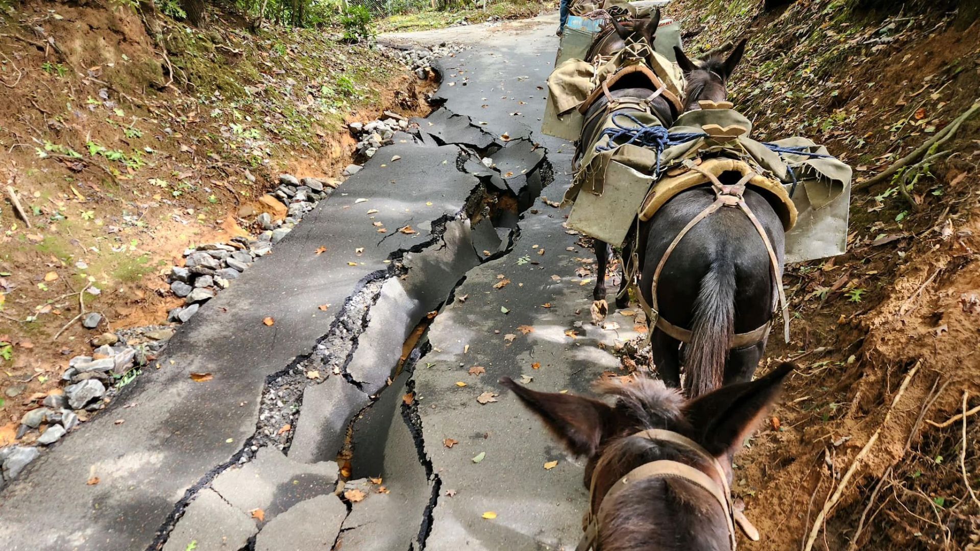 Mules Take On Heroic Roles In Hurricane Helene Relief Efforts In North ...