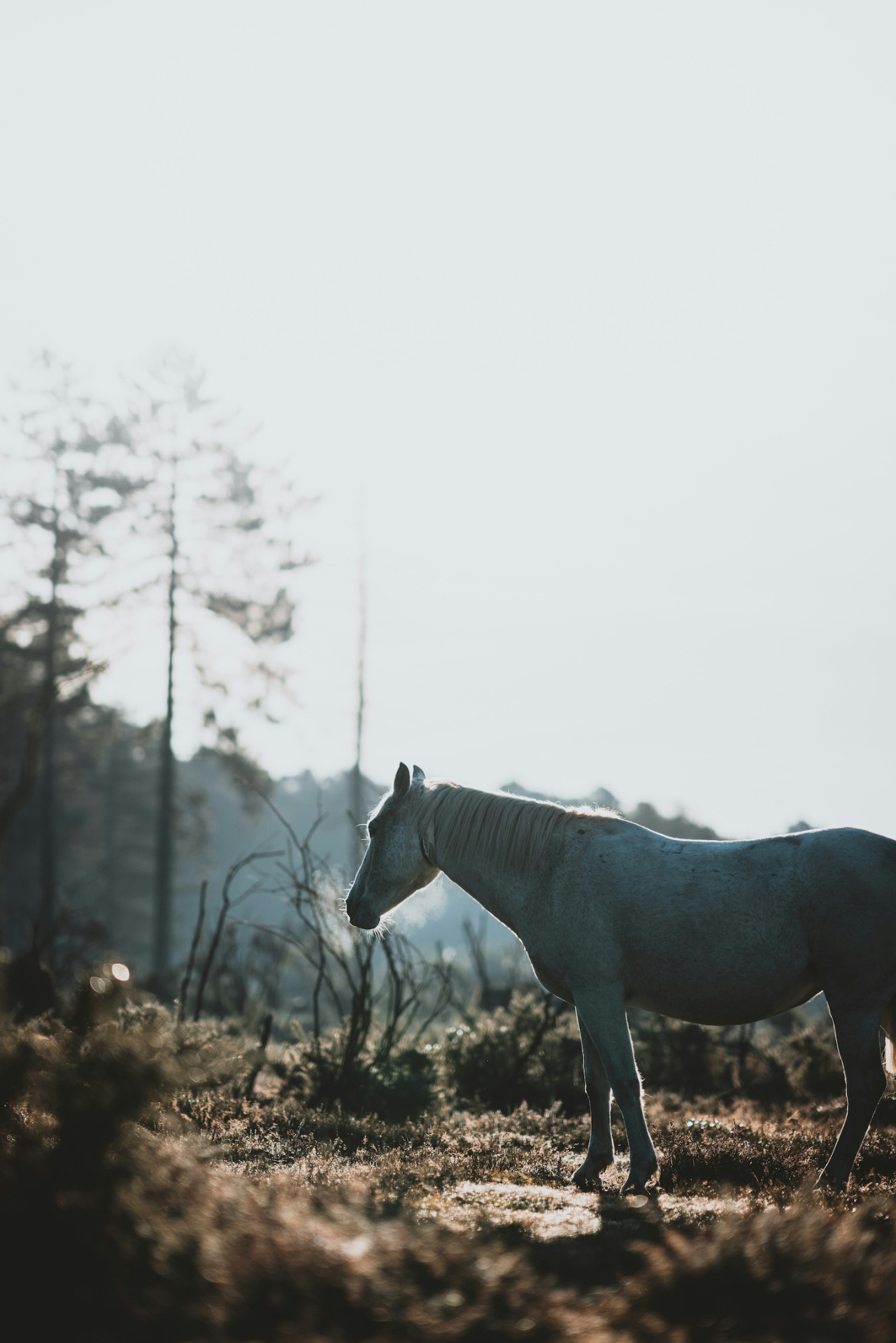 5 Fun Facts About Gray Horses