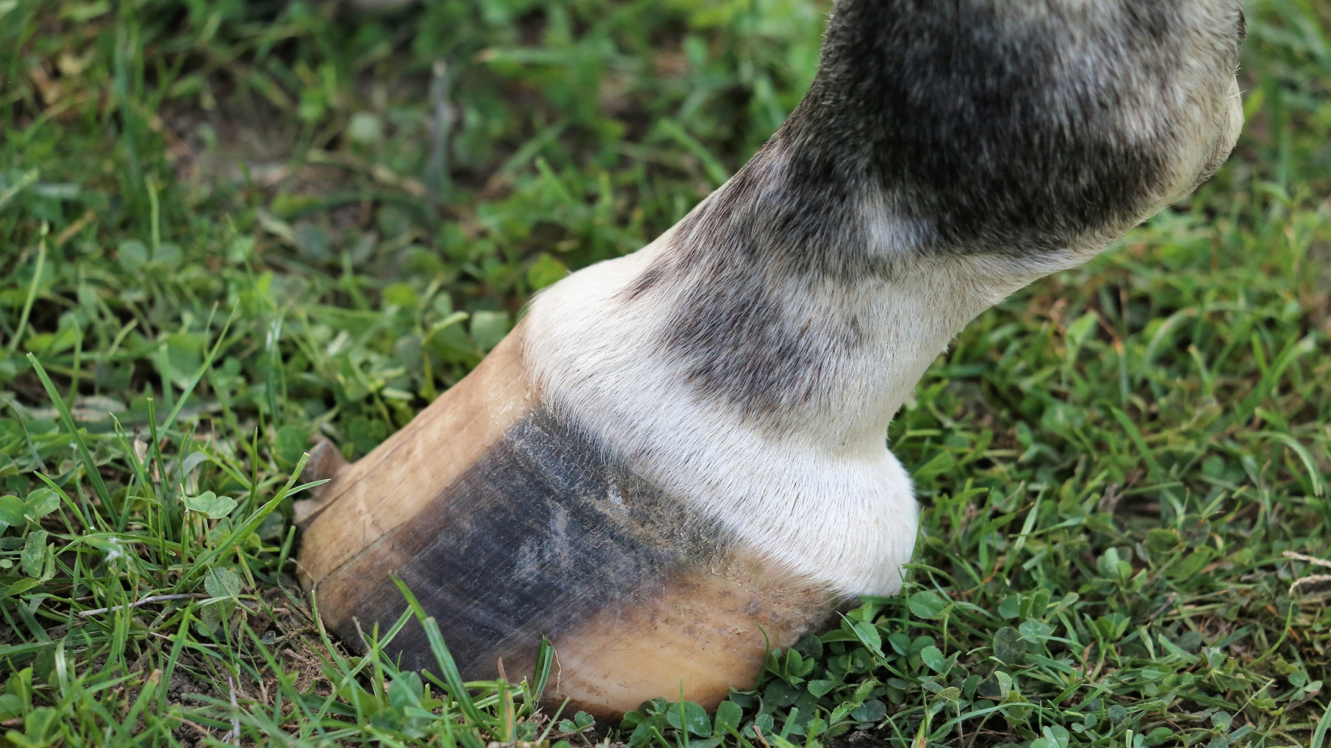 What Is White Line Disease In Horses?