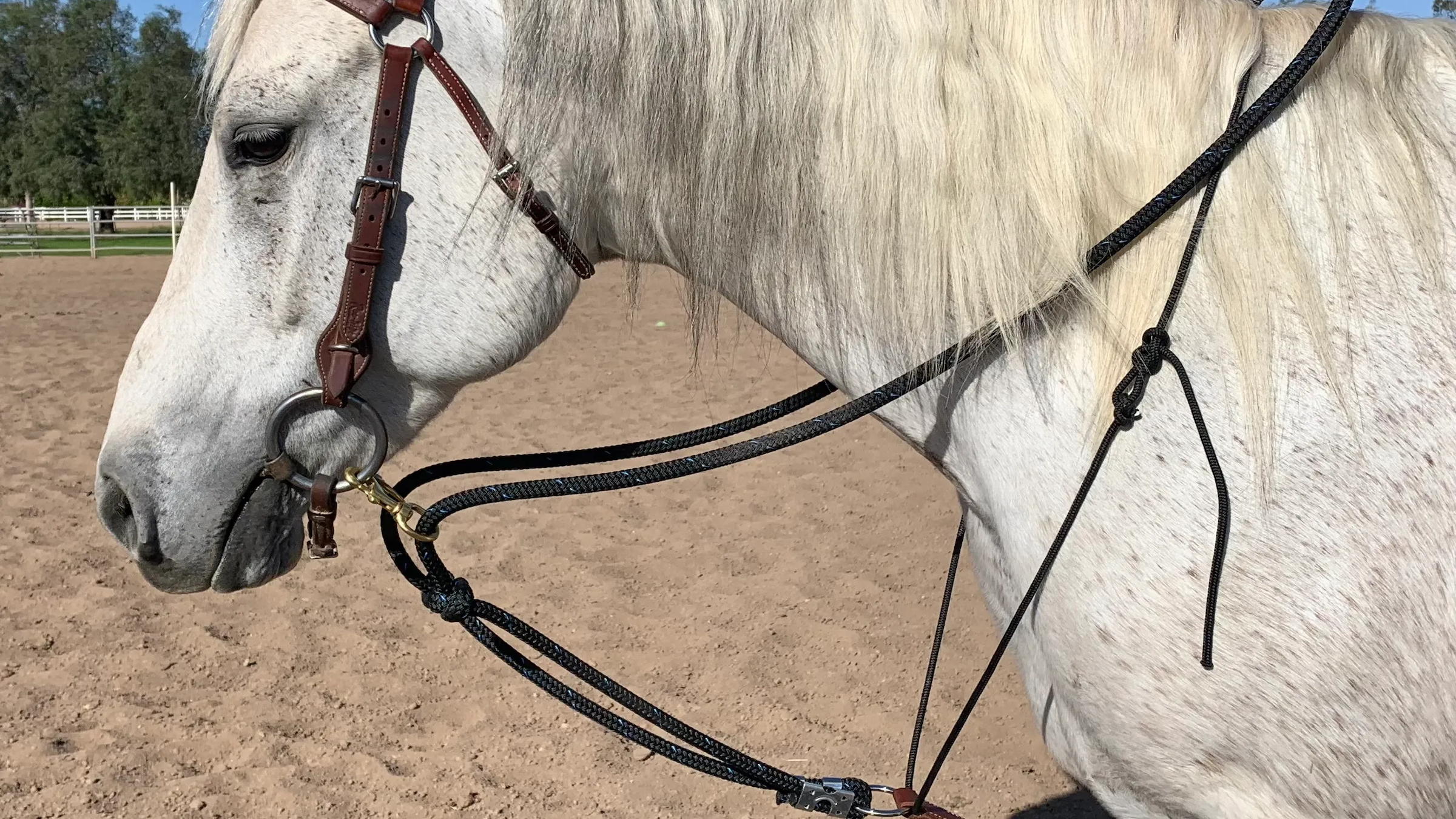 Tack Talk: What Are Draw Reins?