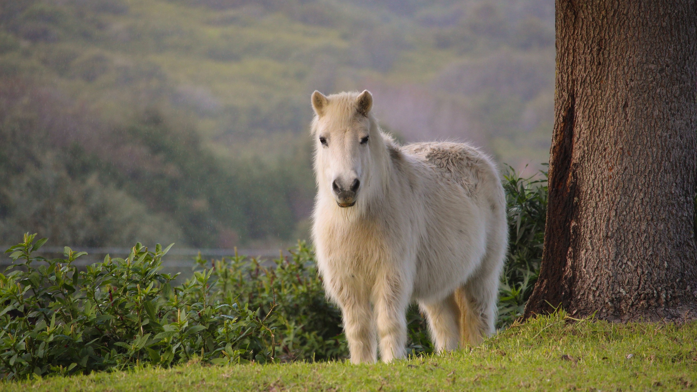 The Wild Ponies Of Grayson Highlands State Park