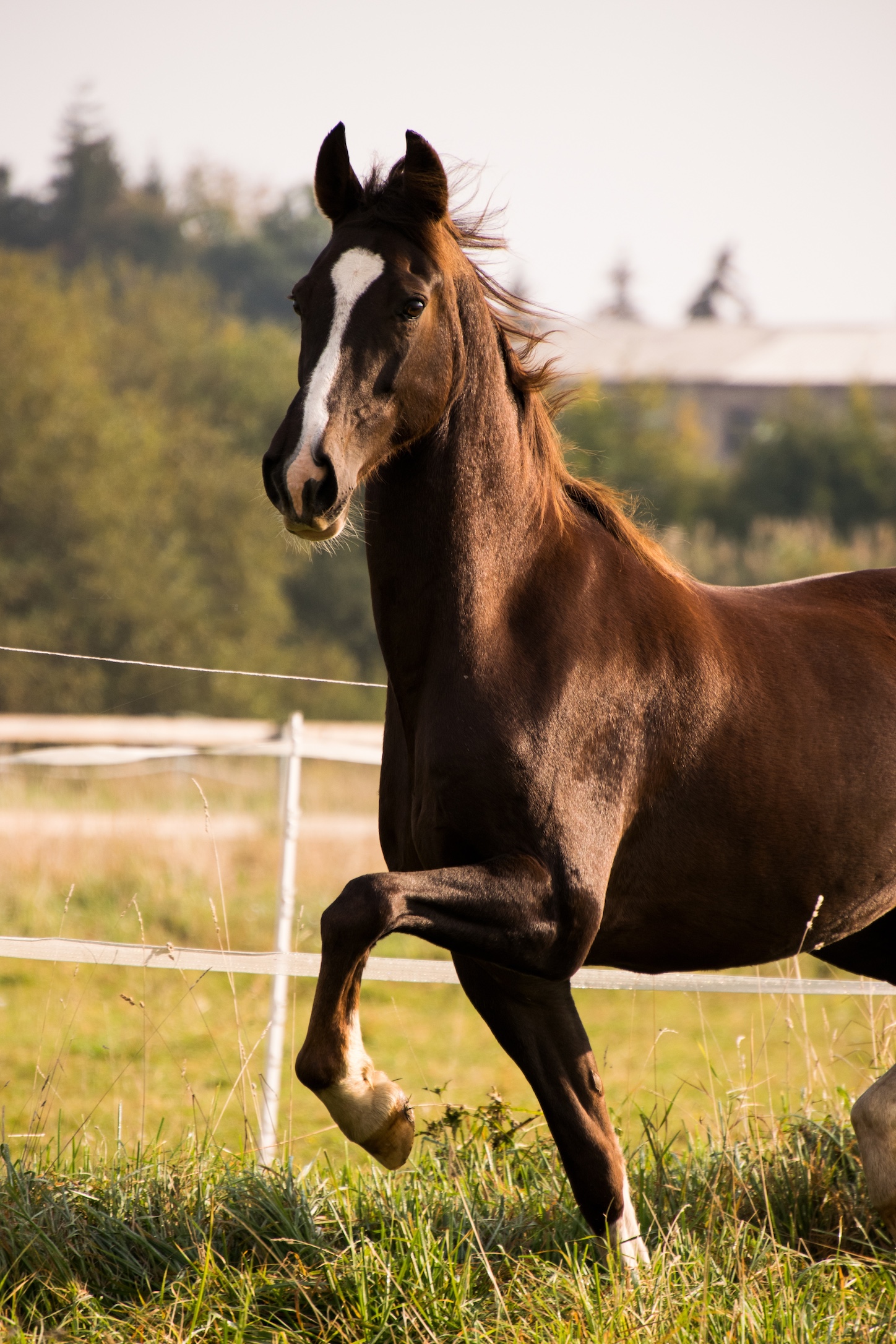 5 Fun Facts About The American Saddlebred