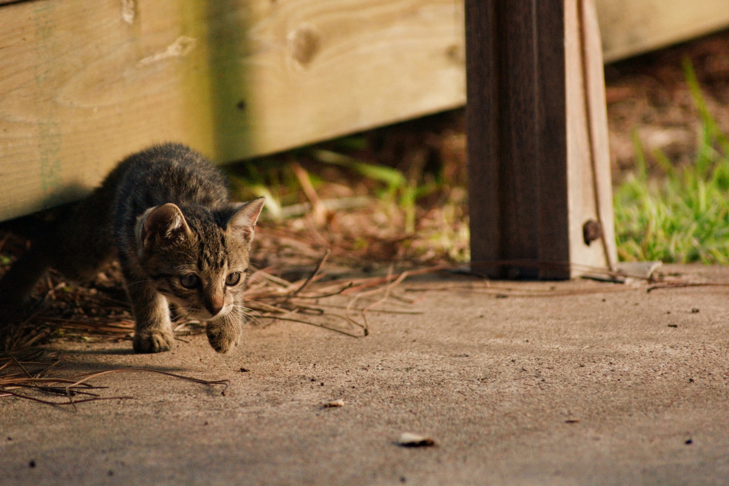 5 Benefits Of Owning Barn Cats