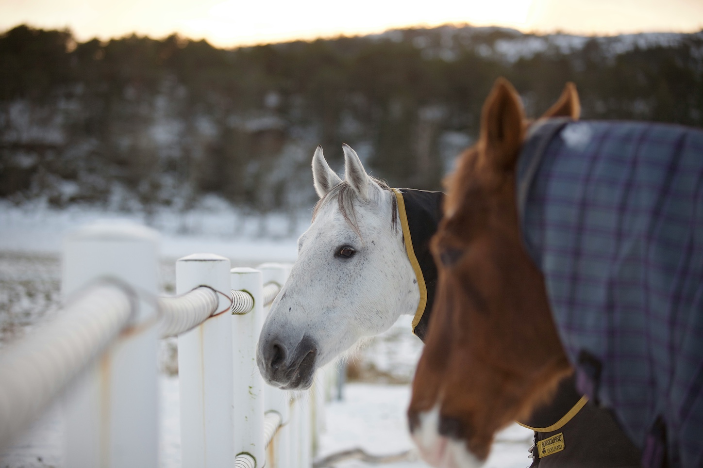 10 Winter Grooming Tips For Fuzzy Horses