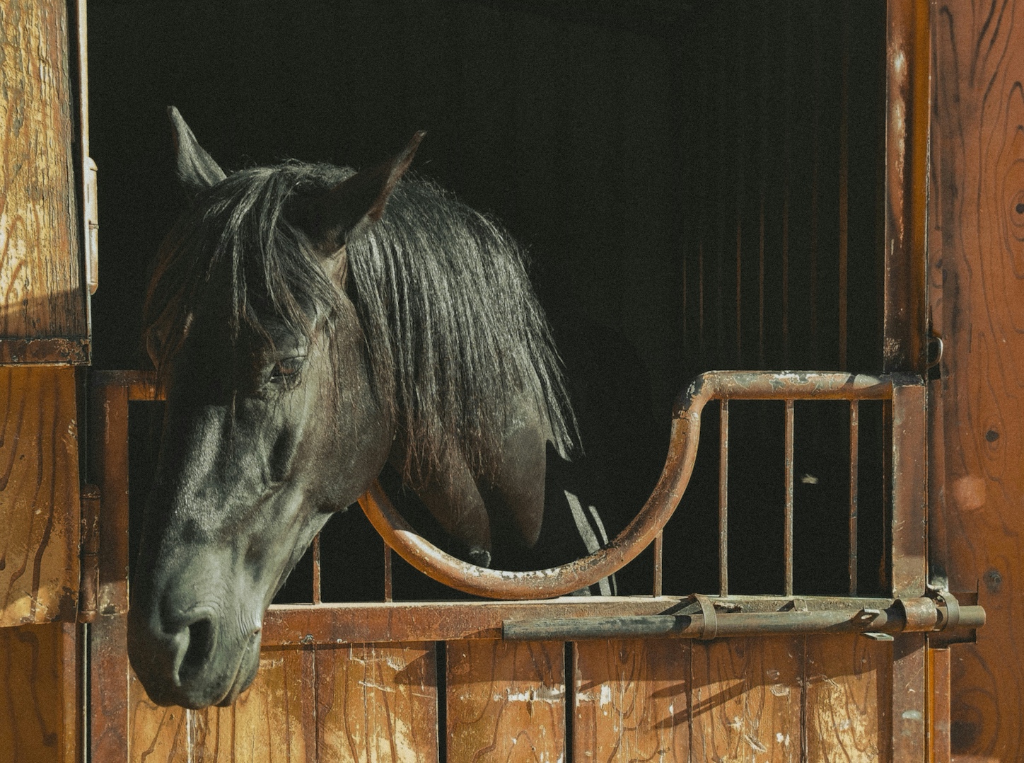 5 Signs Of A Horse That Has Shut Down