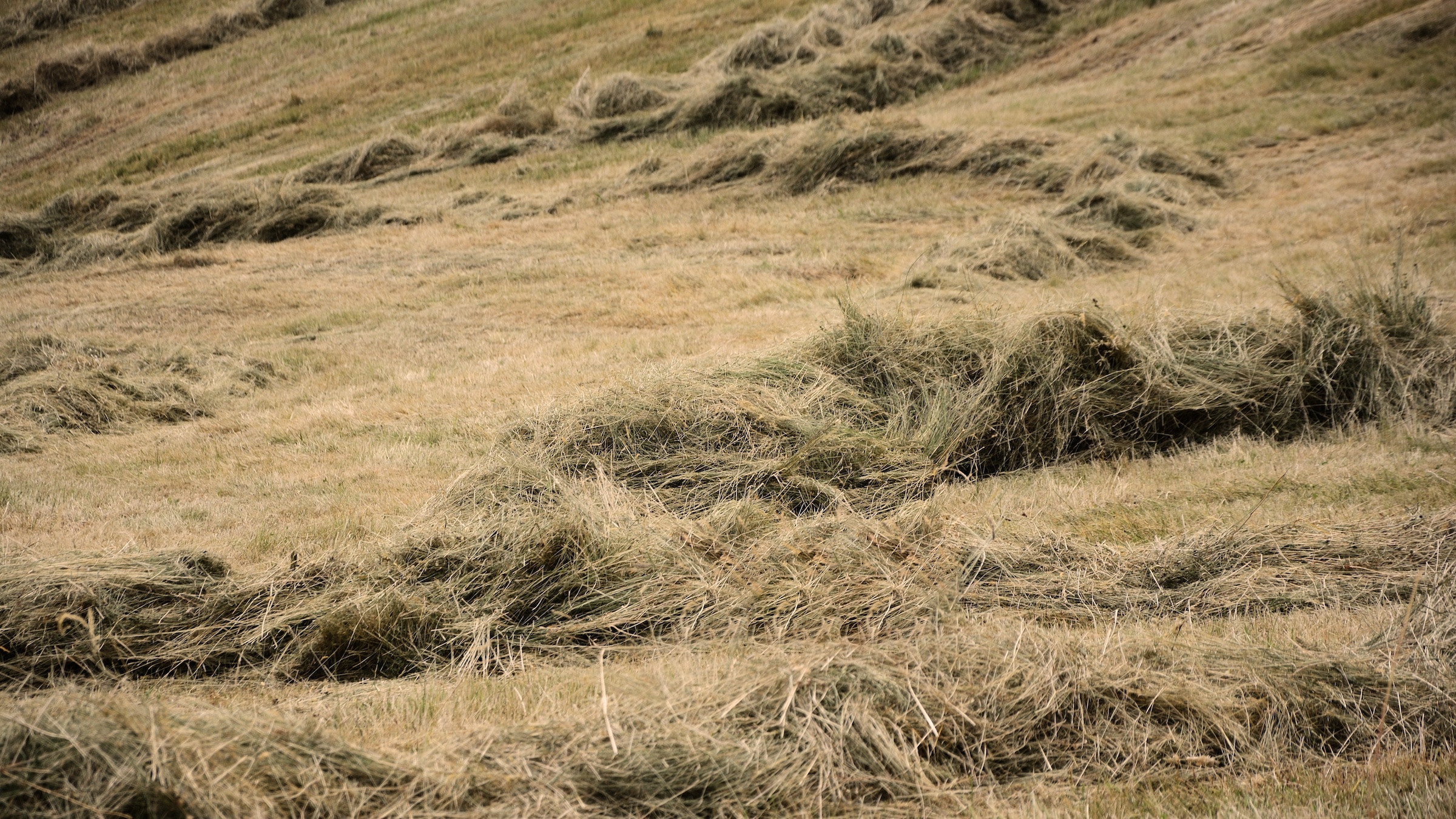 Is Coastal Hay Safe For Horses?