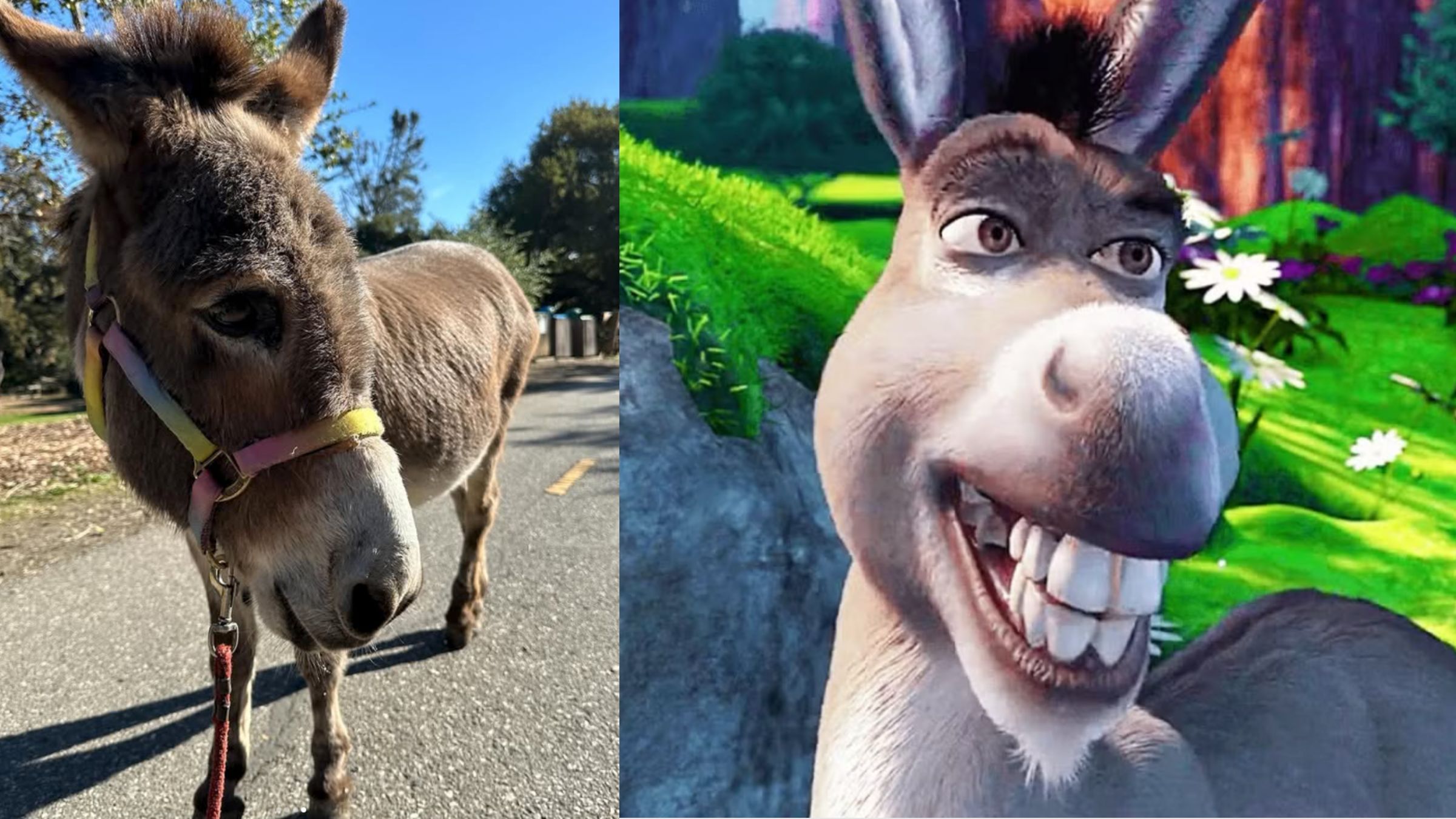Goodbye To The Real-Life Donkey Who Inspired Shrek